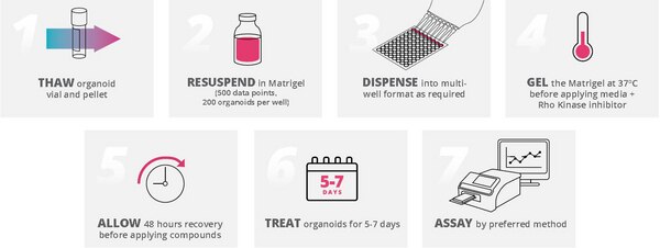 3dGRO™ Human CRC Organoids (ISO34) | SCC500